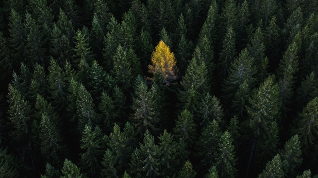 PwC Named a Global Leader in Climate Change Consulting by Independent ...