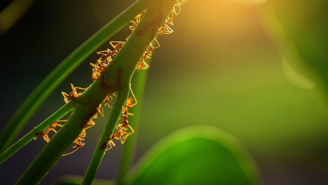 How to manage nature-related risks in Asia Pacific | PwC