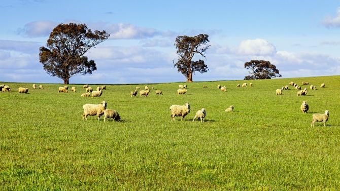 Australian Lamb Company case study : PwC