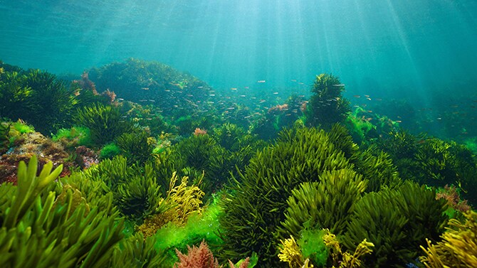 Nature Positive in Pharma - 製薬企業の新たな使命と挑戦 第2回：ネイチャーポジティブによる機会創出の可能性 ...