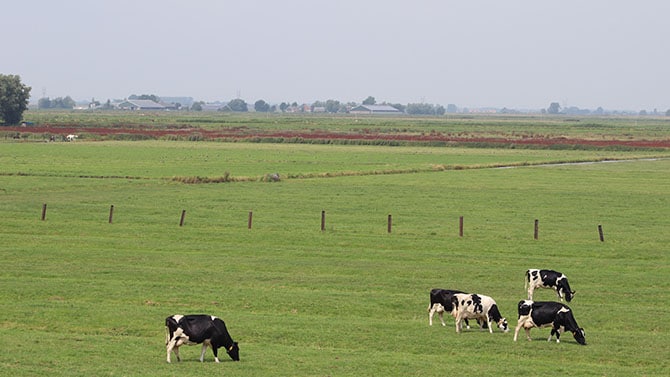 Commercial feasibility evaluation of a large-scale dairy production ...