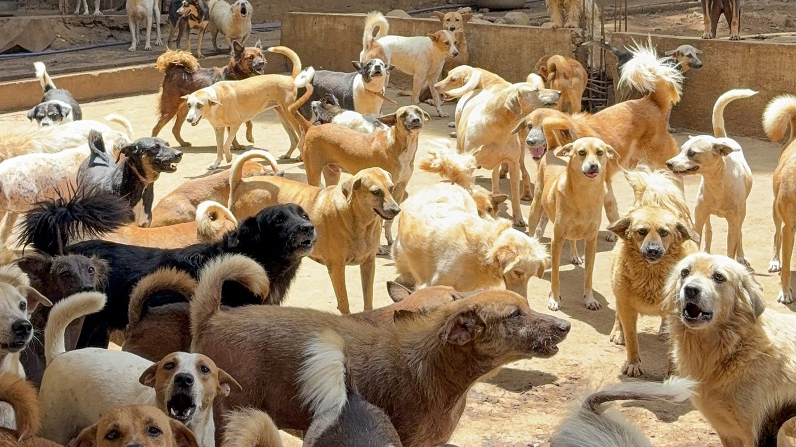 PwC Philippines’ Deals and Corporate Finance team visits animal ...